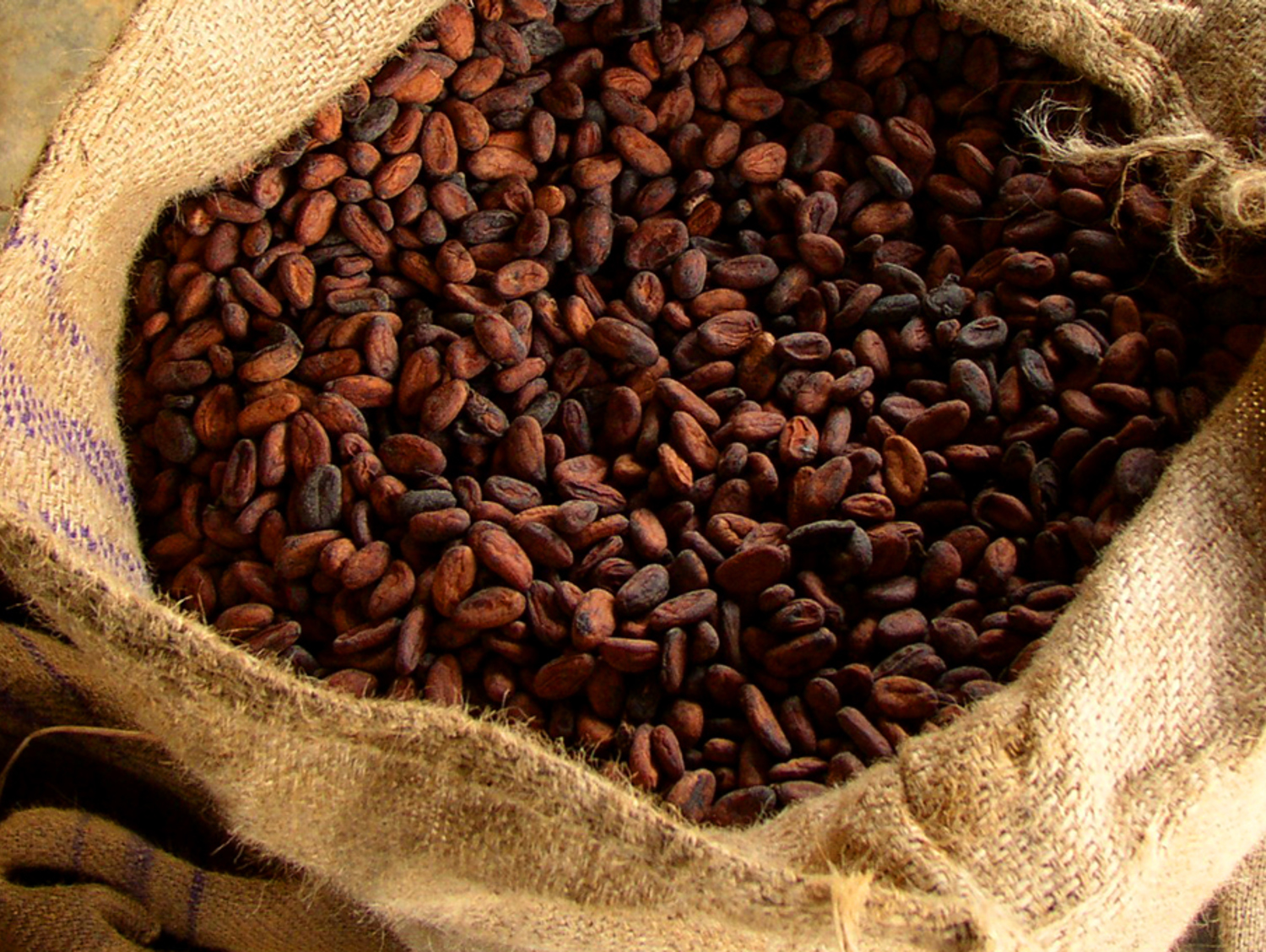 Cocio | Rainforest Alliance Certified